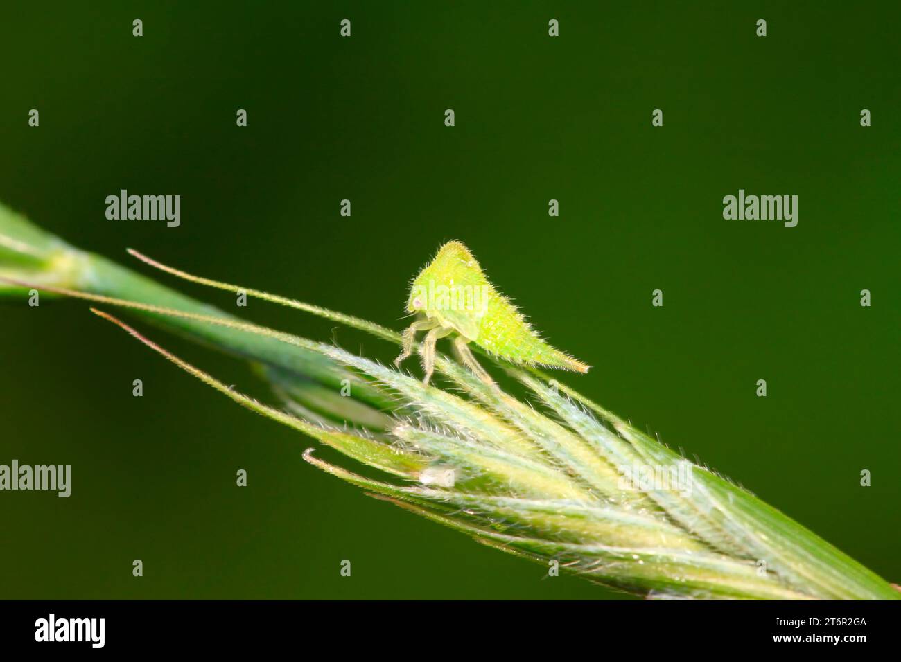 green leafhopper on plant in the wild Stock Photo - Alamy