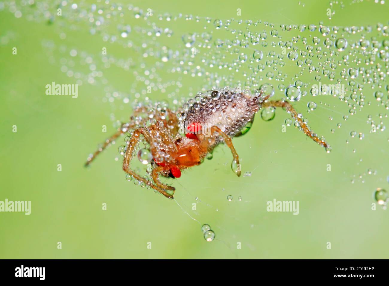 water droplets on spider web in the wild Stock Photo - Alamy