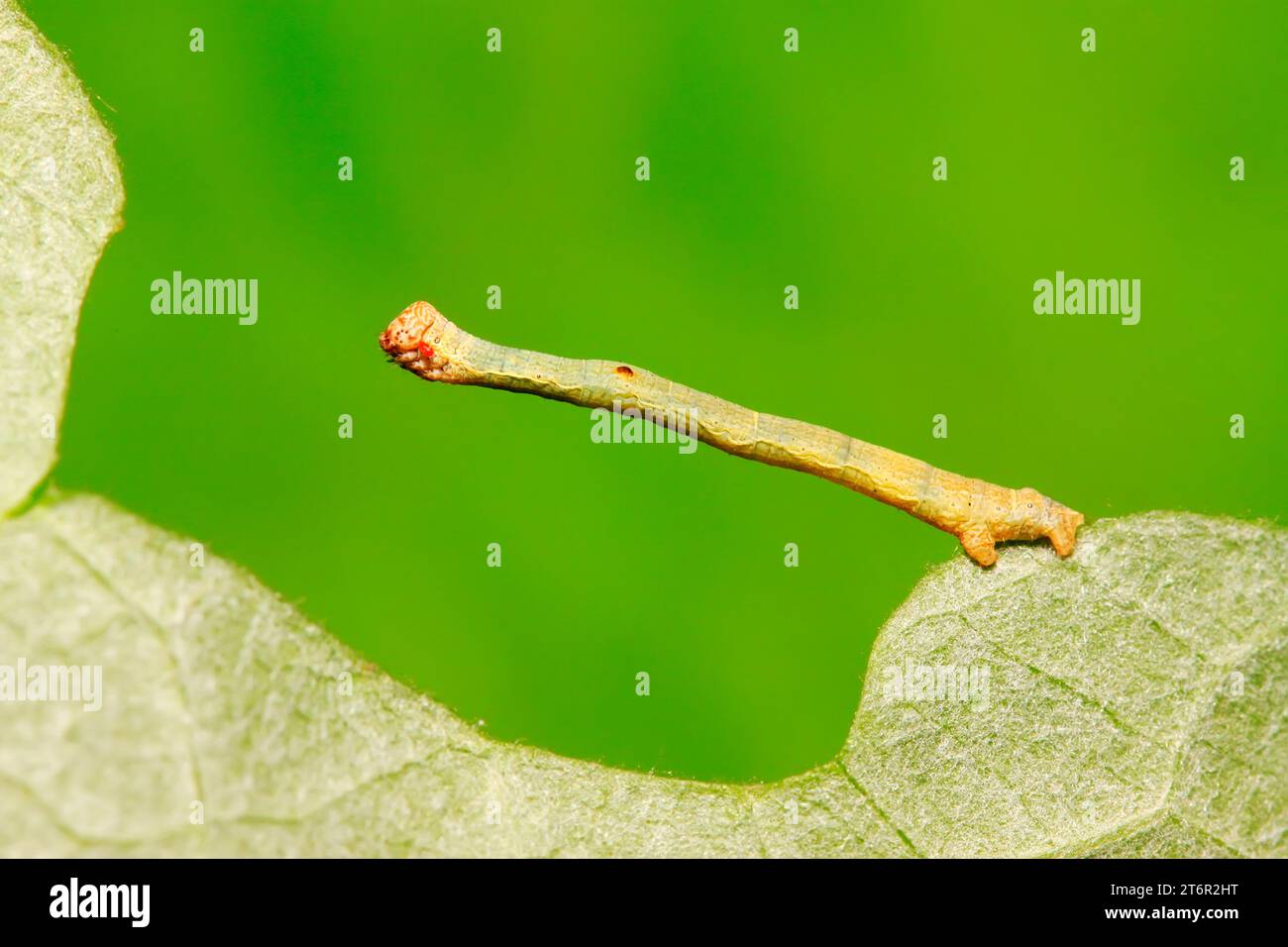 Cankerworm hi-res stock photography and images - Alamy
