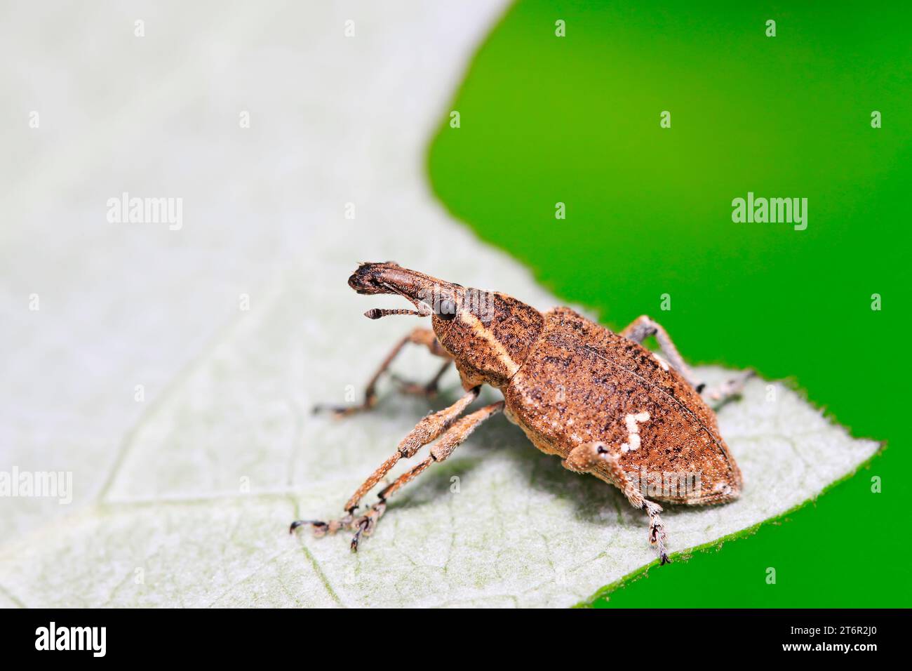 weevil on plant in the wild Stock Photo - Alamy