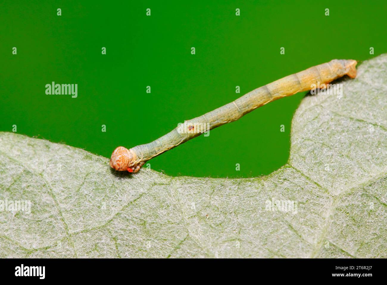cankerworm larvae on plant in the wild Stock Photo - Alamy