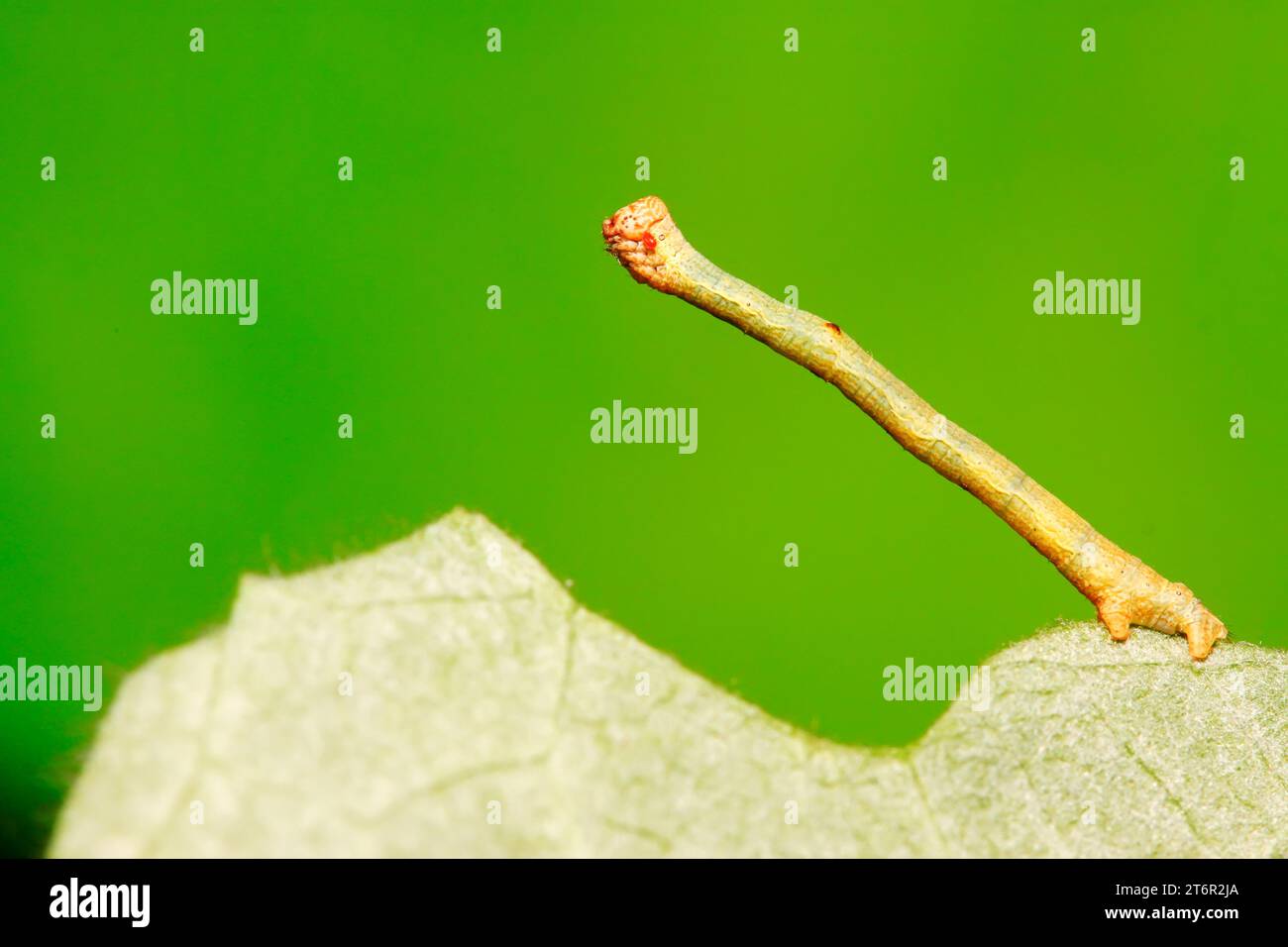 cankerworm larvae on plant in the wild Stock Photo - Alamy