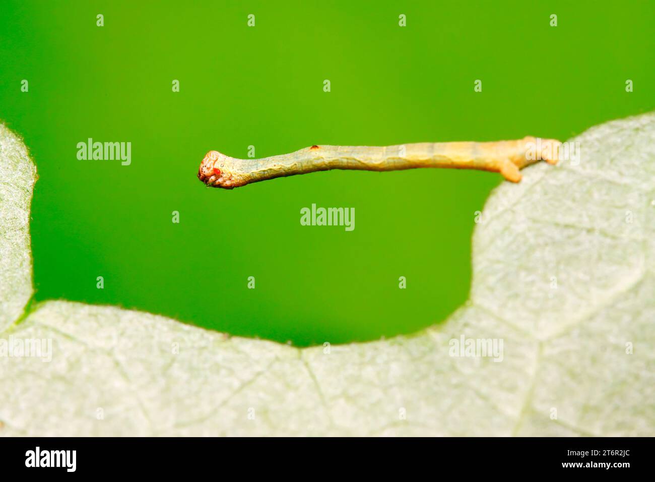 cankerworm larvae on plant in the wild Stock Photo - Alamy