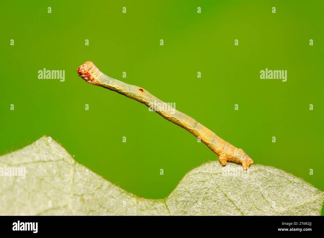 cankerworm larvae on plant in the wild Stock Photo - Alamy