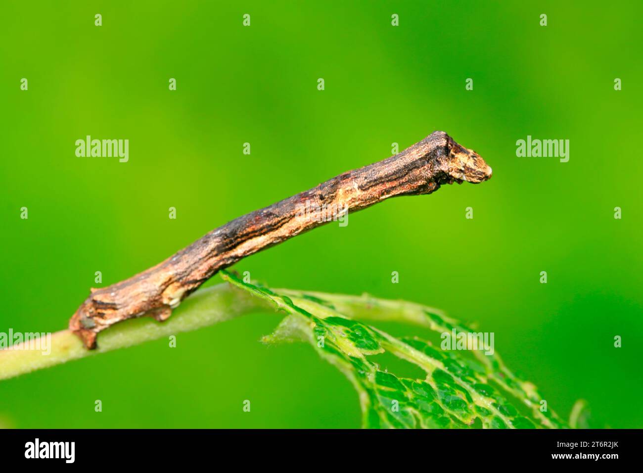 cankerworm larvae on plant in the wild Stock Photo - Alamy