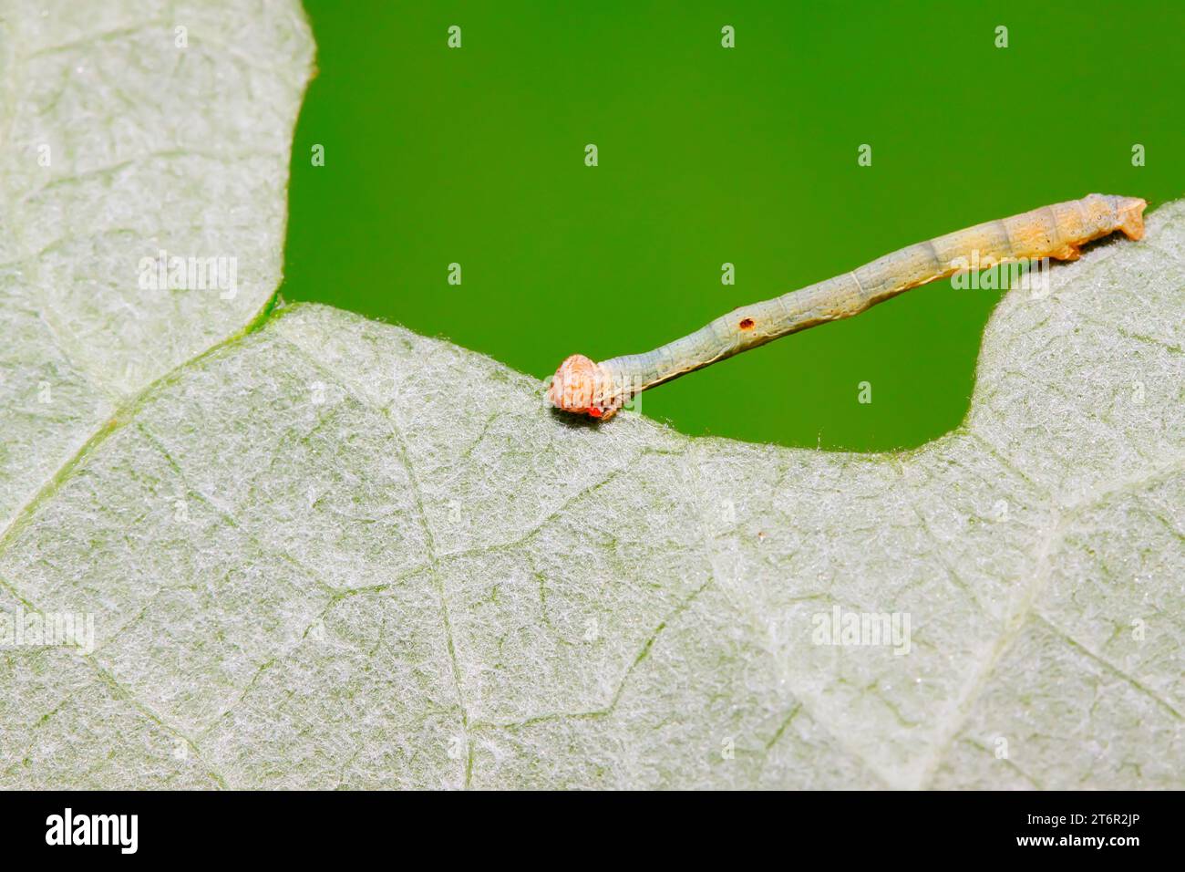 cankerworm larvae on plant in the wild Stock Photo - Alamy