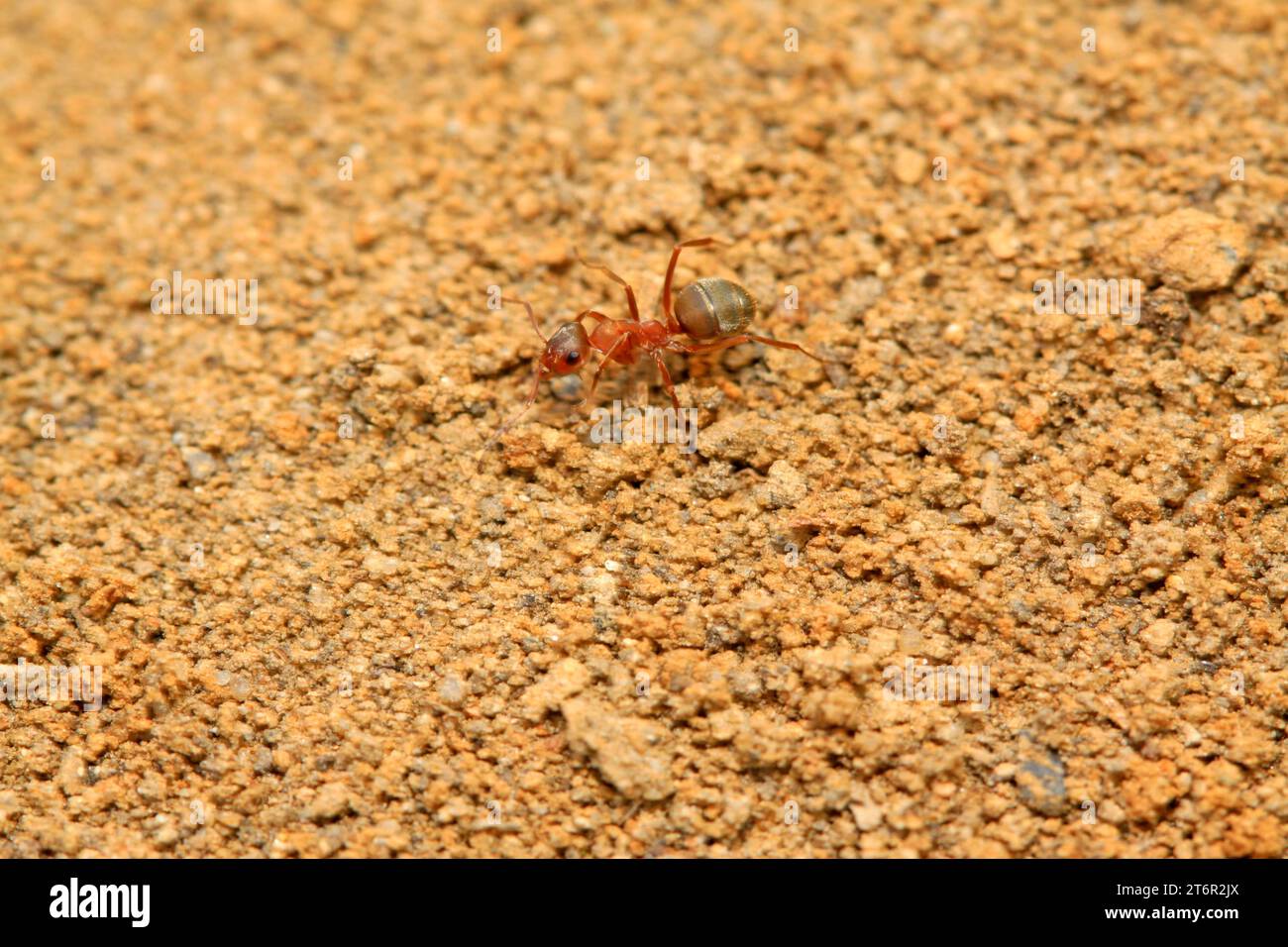 Curious ants hi-res stock photography and images - Alamy