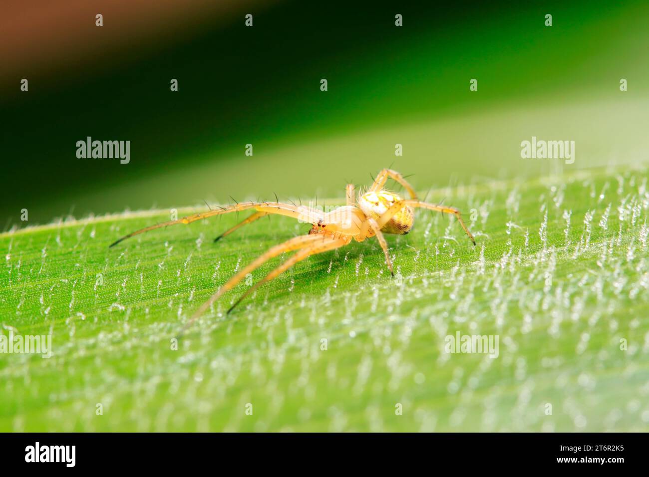 Yellow long legs spider on plant in the wild Stock Photo - Alamy
