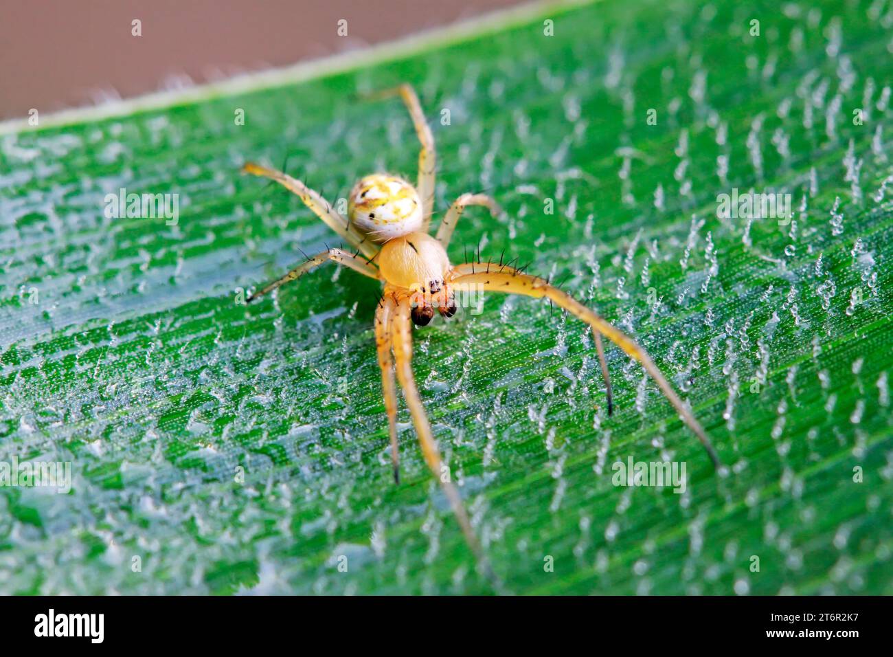 Yellow long legs spider on plant in the wild Stock Photo - Alamy