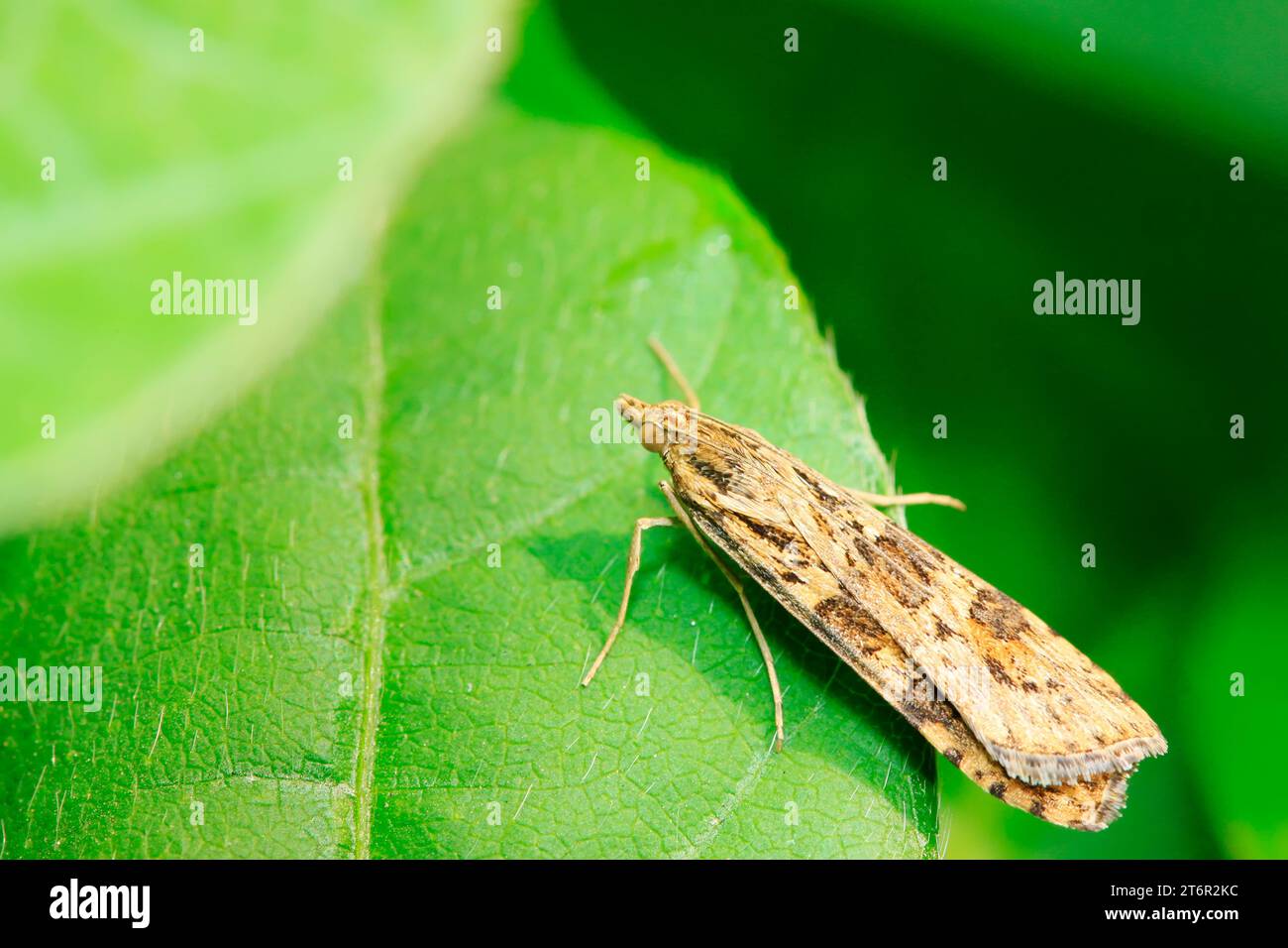 Moth insects on plant in the wild Stock Photo - Alamy