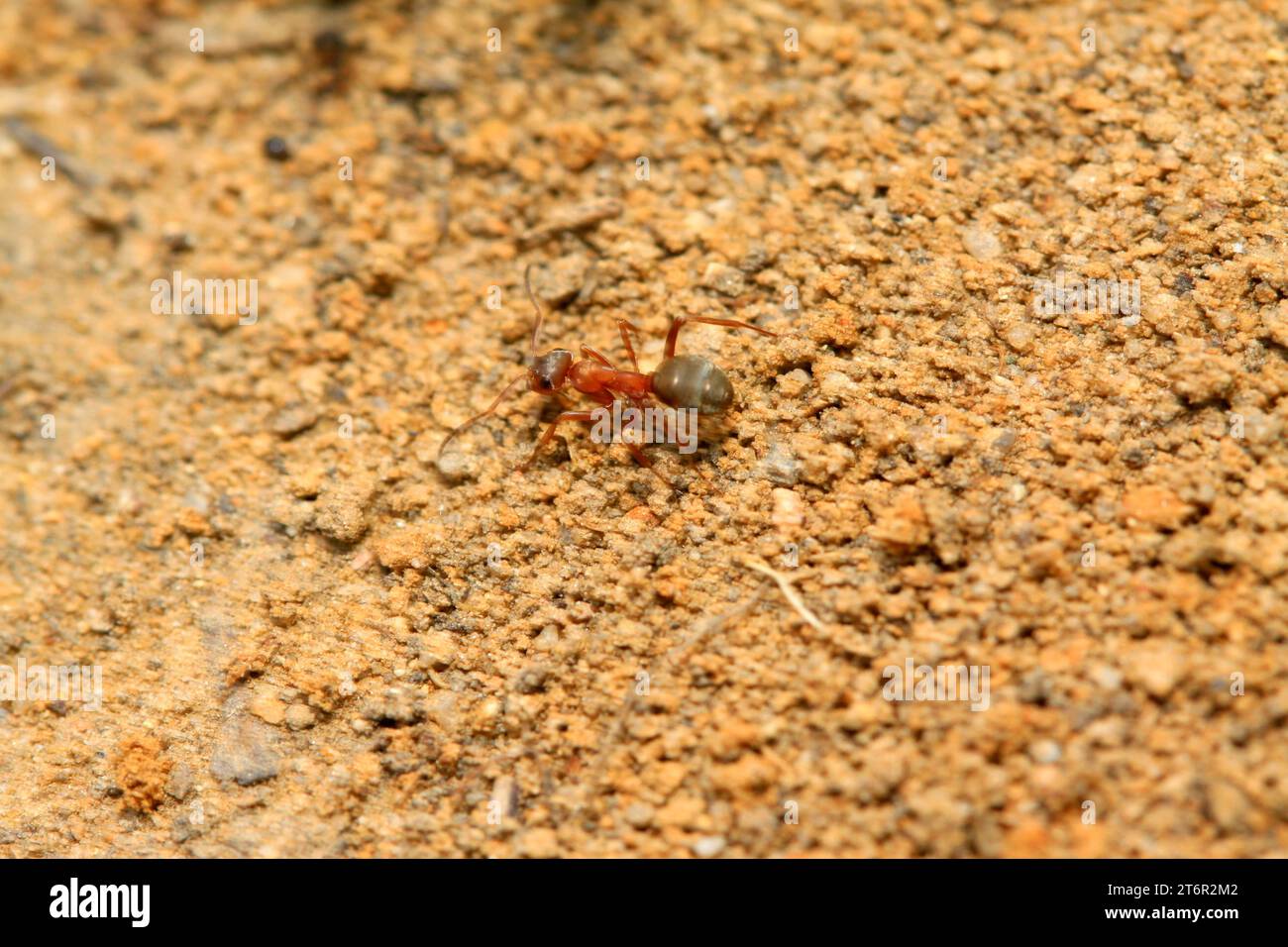 Curious ants hi-res stock photography and images - Alamy