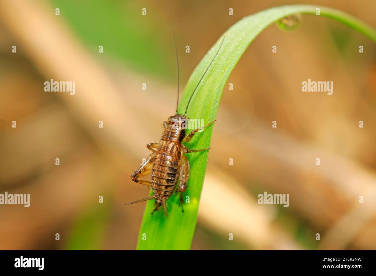 cricket nymphae on plant in the wild Stock Photo - Alamy