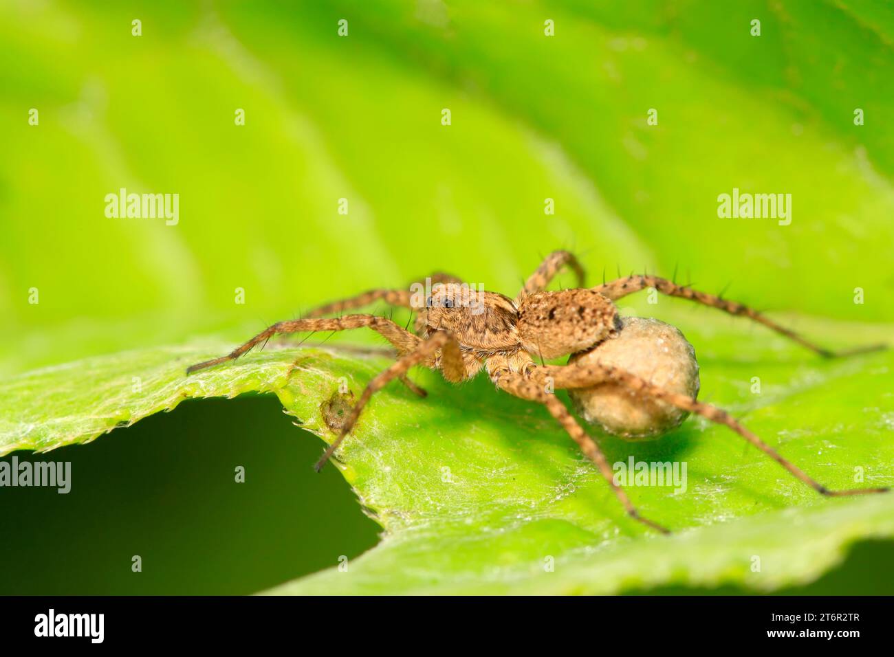 spider on plant in the wild Stock Photo - Alamy