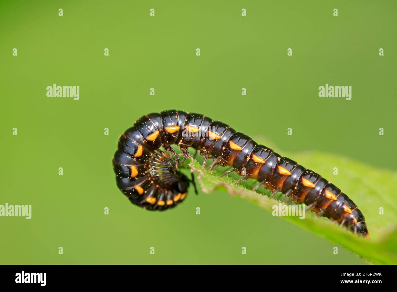 Millipedes leaves hi-res stock photography and images - Alamy