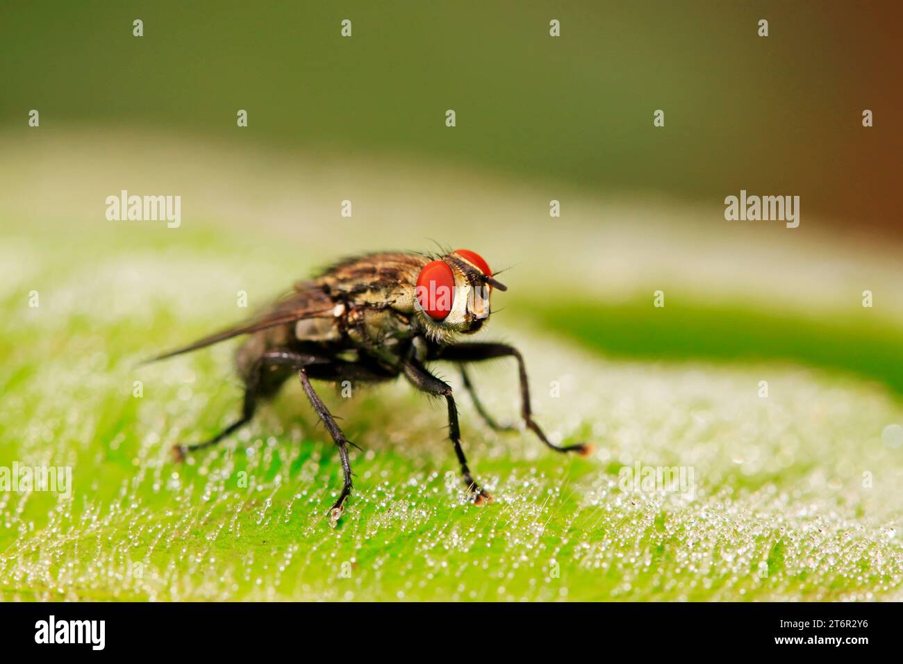tachina fly on plant in the wild Stock Photo - Alamy