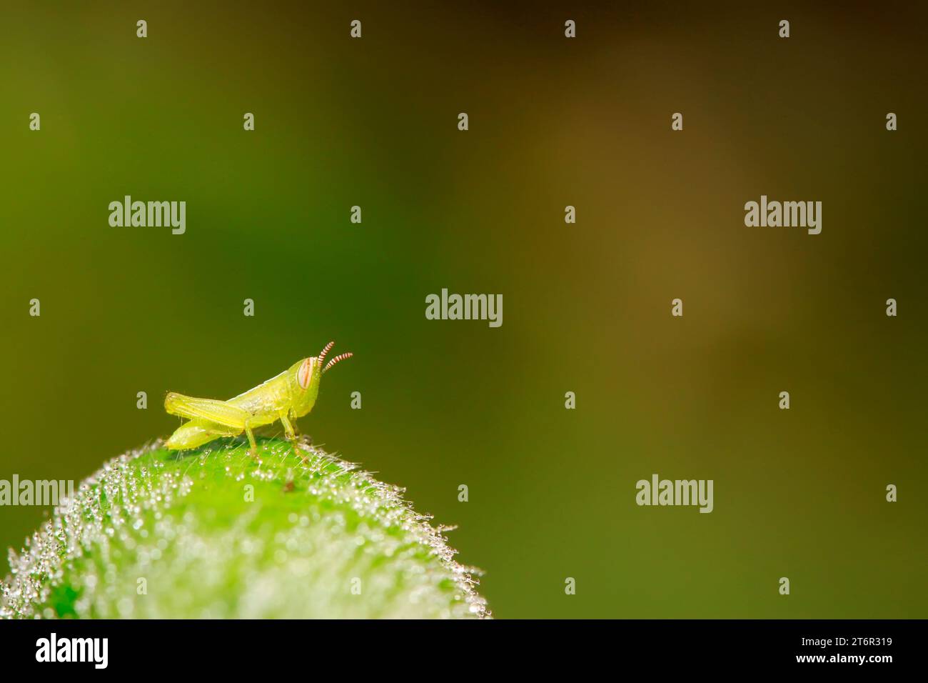 Oxyachinensis nymphs on plant in the wild Stock Photo - Alamy