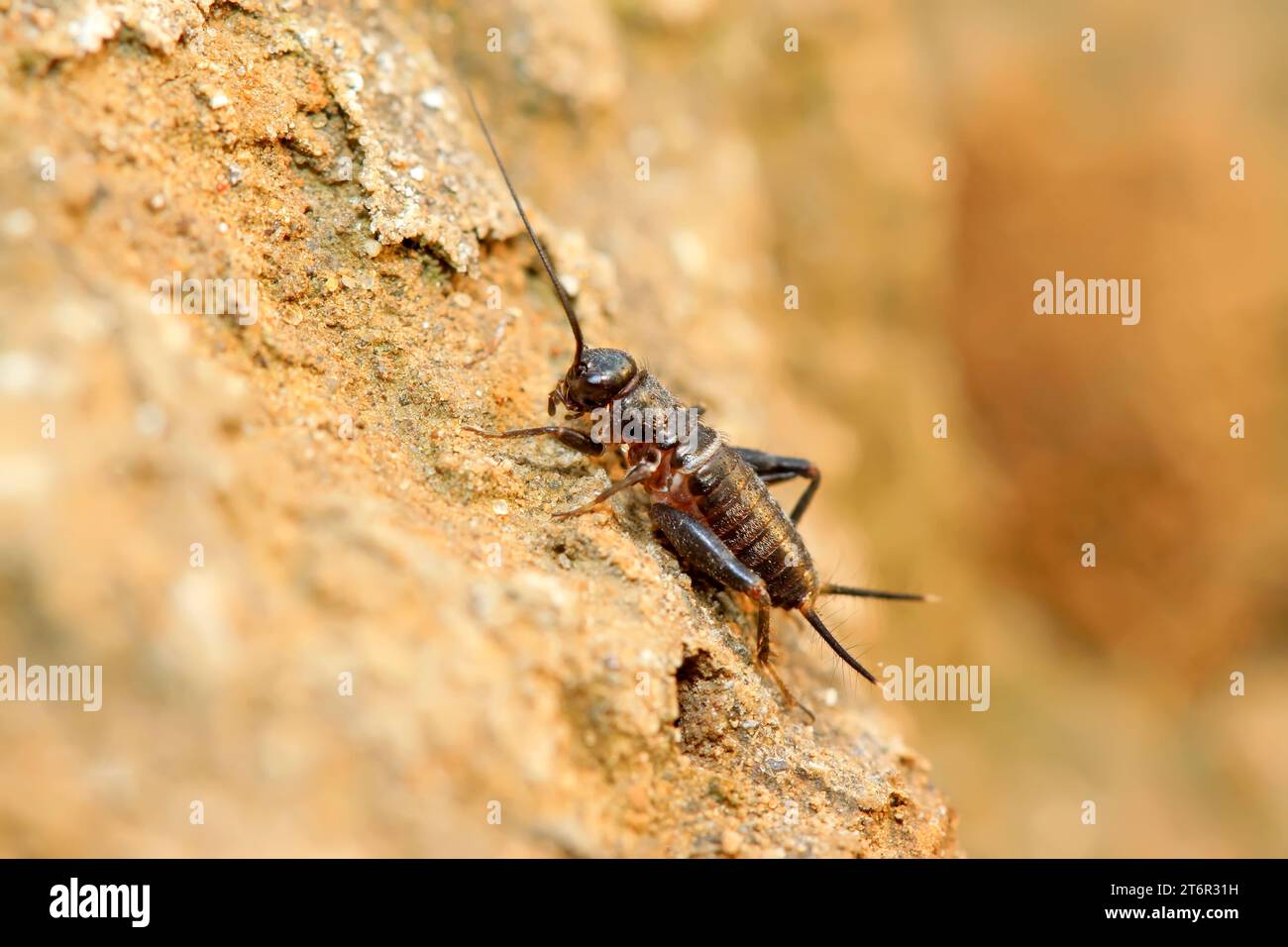 Cricket crawling on plant hi-res stock photography and images - Alamy