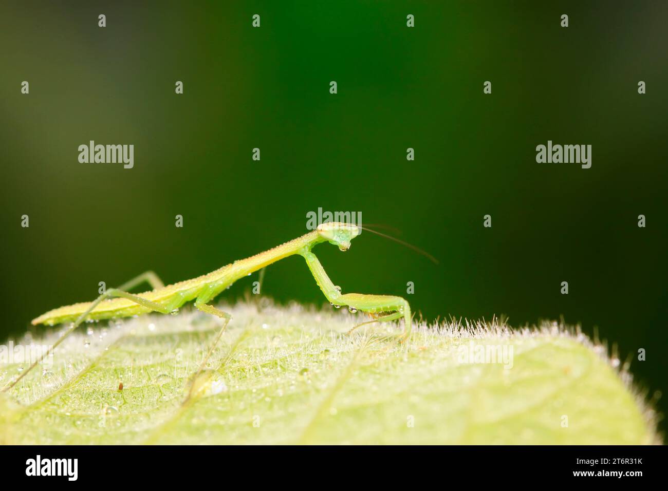 Mantis in natural habitat hi-res stock photography and images - Alamy