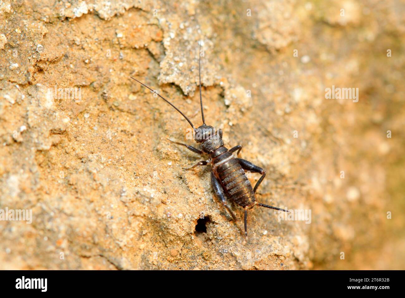 Cricket larva on plant in the wild Stock Photo - Alamy