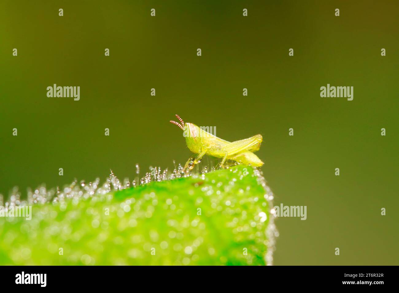 Oxyachinensis nymphs on plant in the wild Stock Photo - Alamy