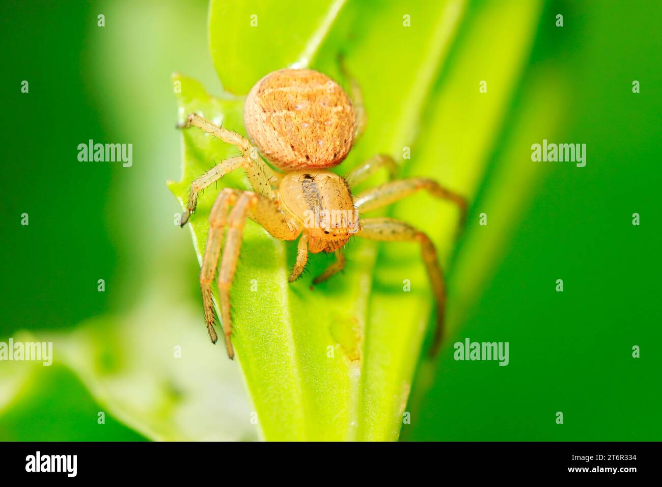 spider on plant in the wild Stock Photo - Alamy