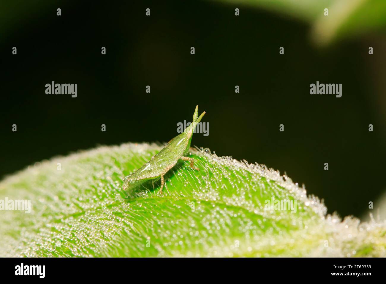 Chinese Atractomorpha sinensis on plant in the wild Stock Photo - Alamy