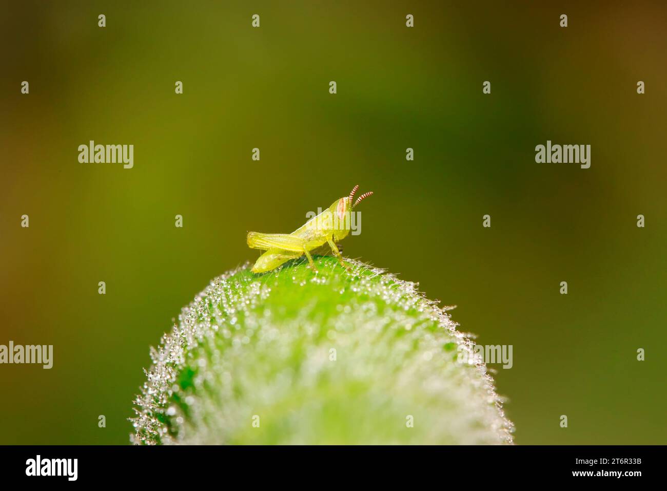 Oxyachinensis nymphs on plant in the wild Stock Photo - Alamy