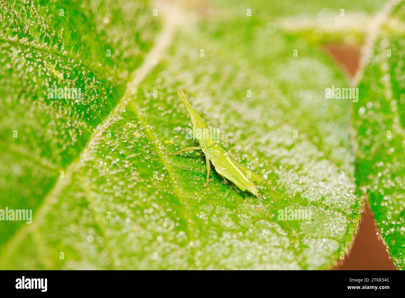 Chinese Atractomorpha sinensis on plant in the wild Stock Photo - Alamy