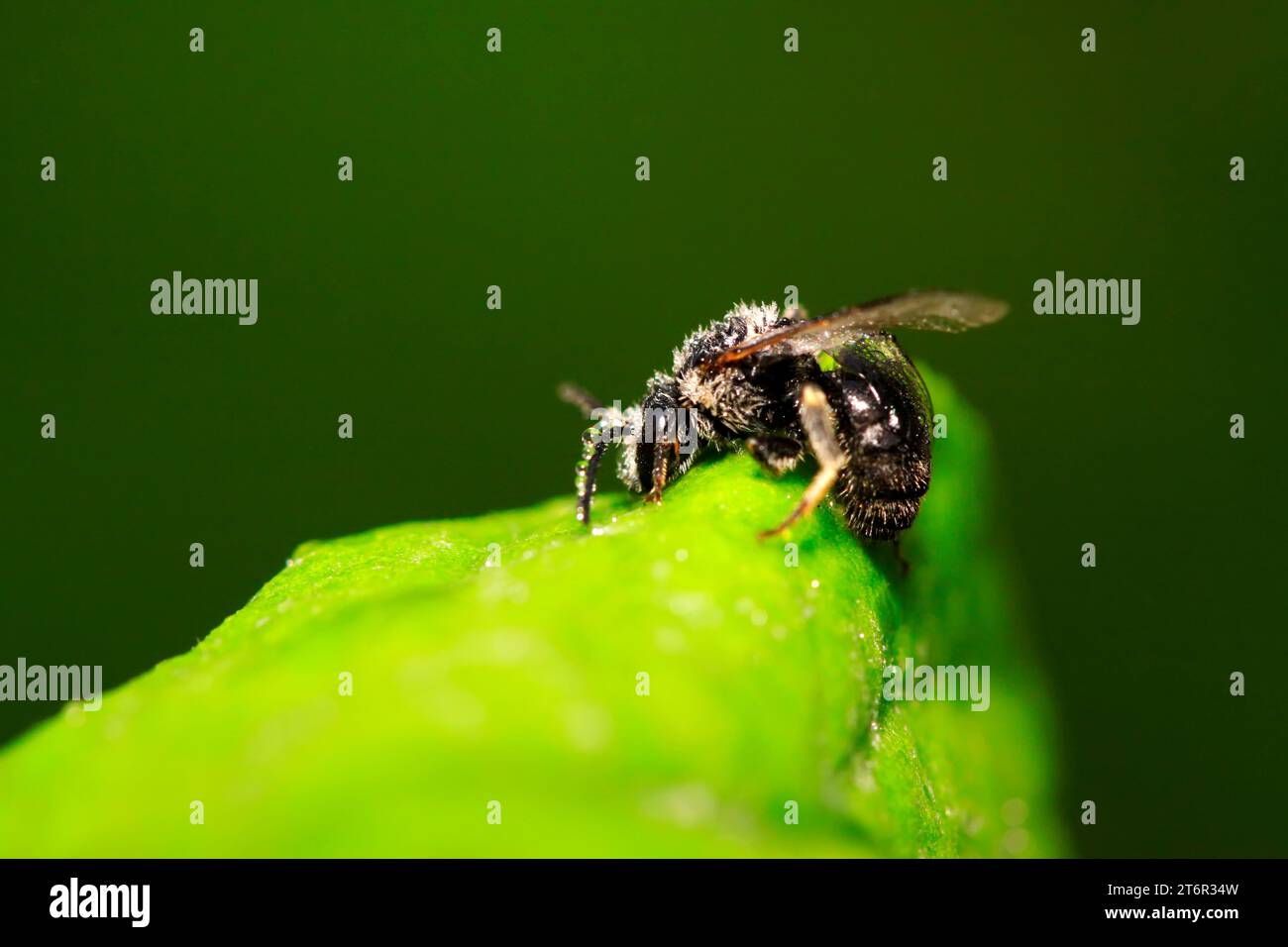 Bee insects on plant in the wild Stock Photo - Alamy