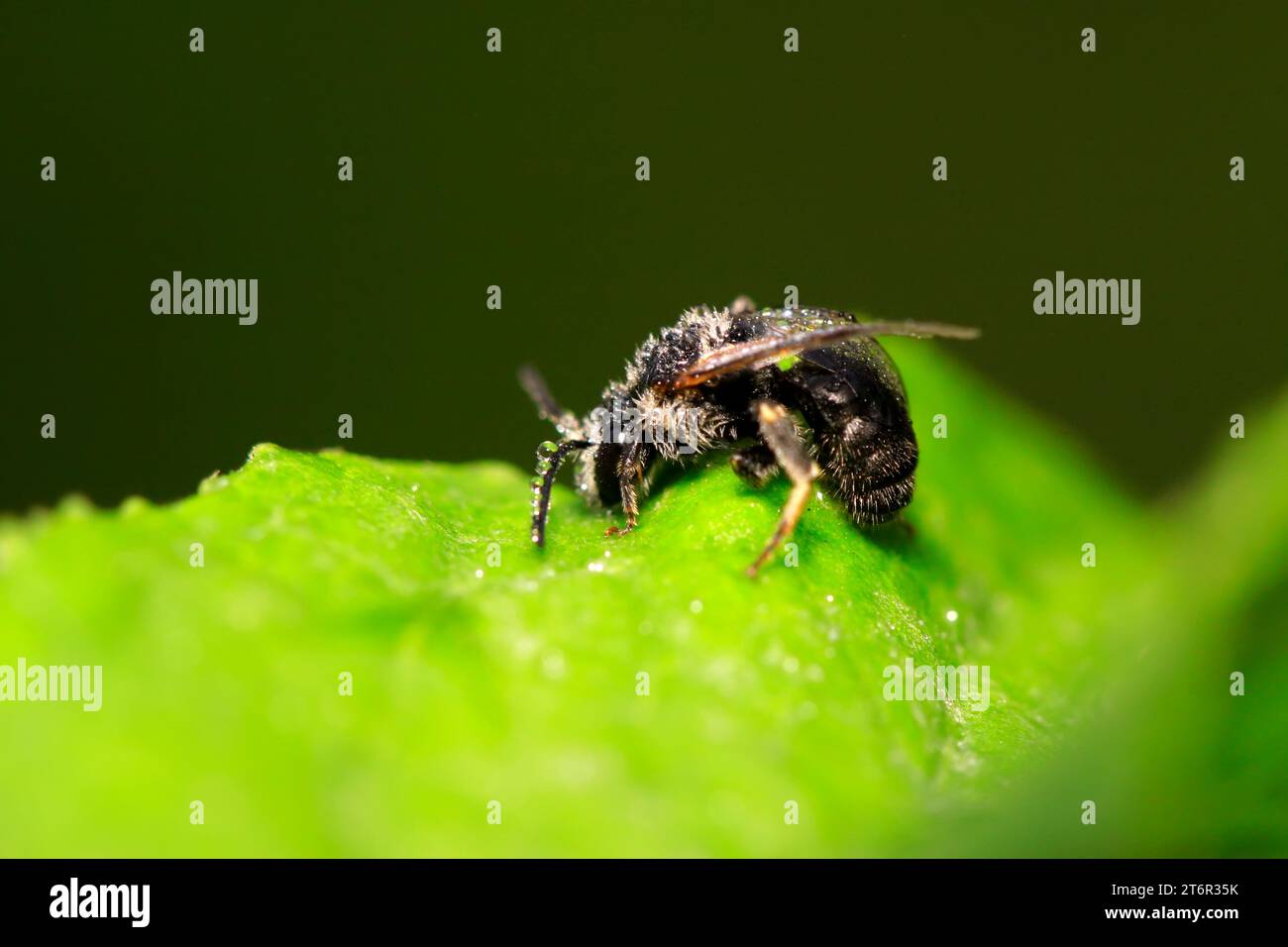 Bee insects on plant in the wild Stock Photo - Alamy