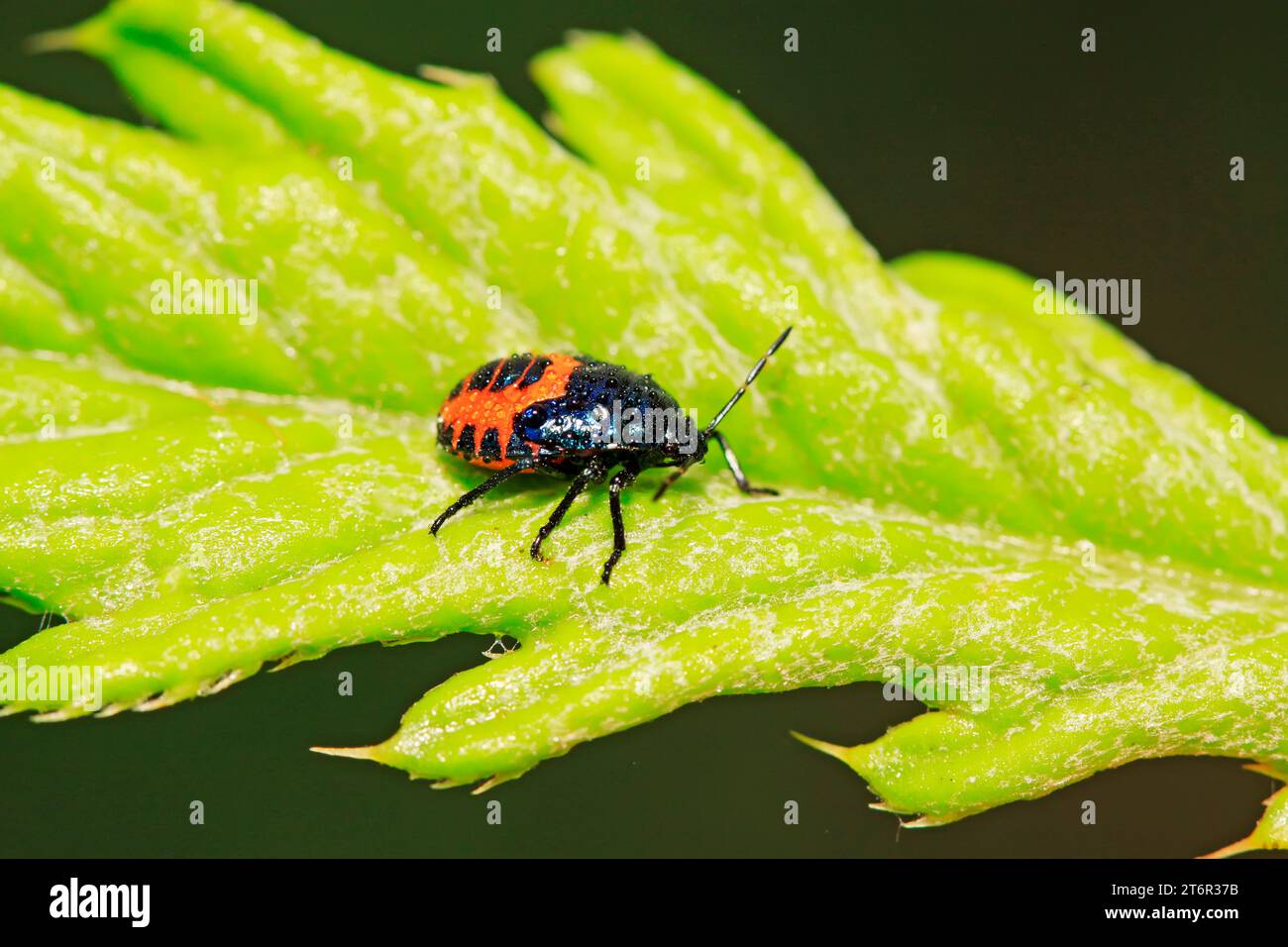 Zicrona caerulea on plant in the wild Stock Photo - Alamy