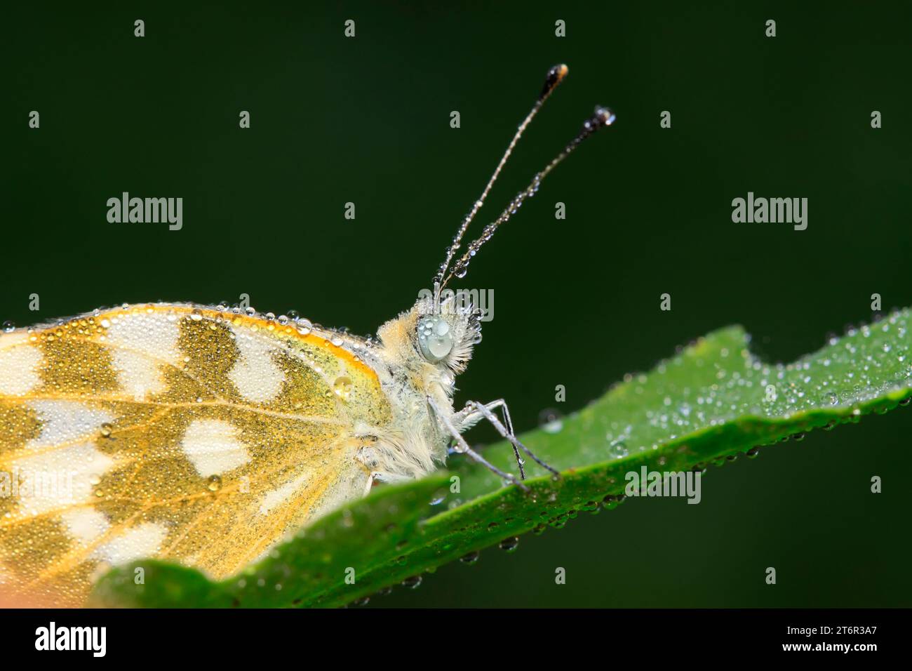 Pontia daplidice on green plant in the wild Stock Photo - Alamy