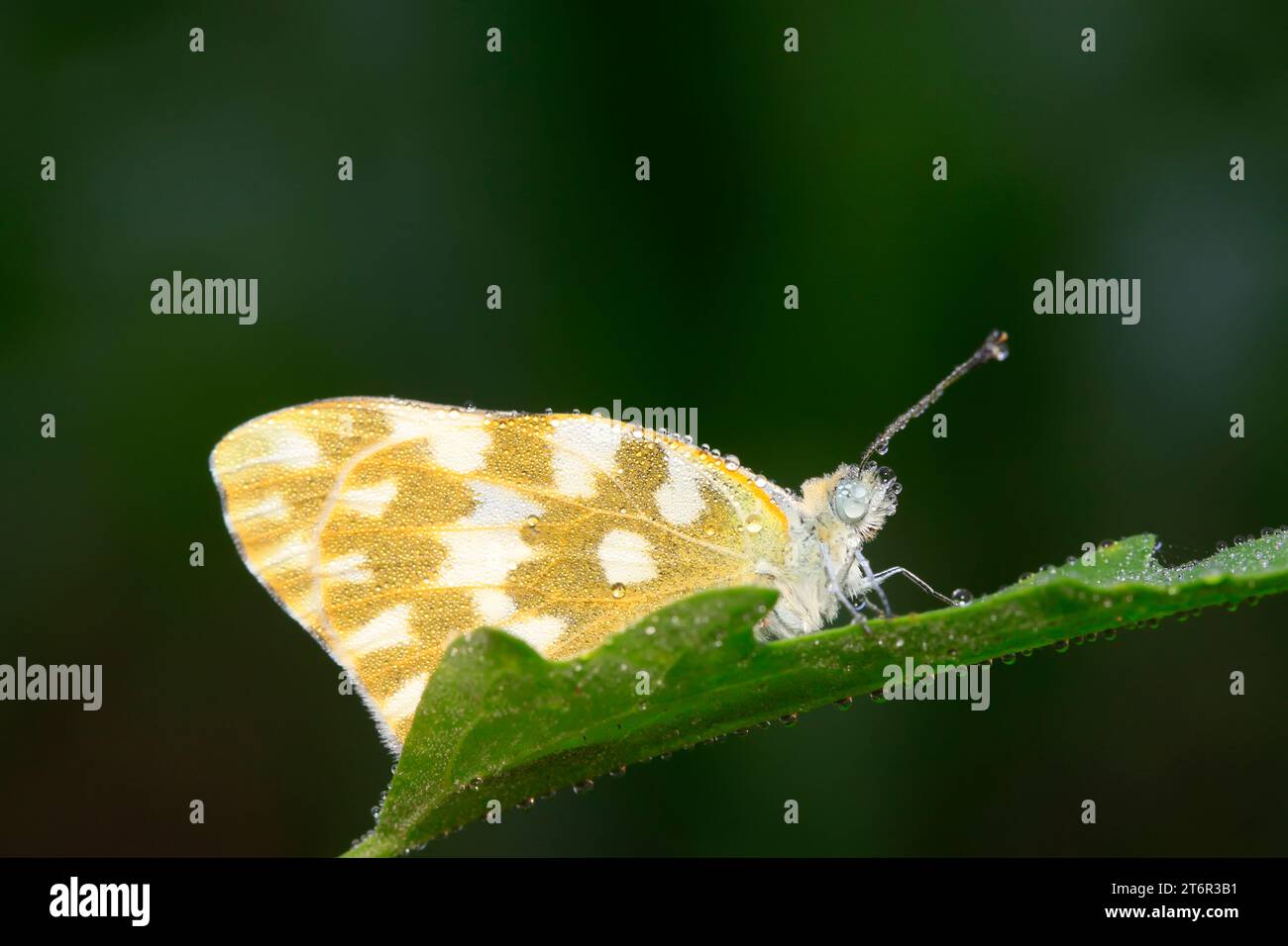 Pontia daplidice on green plant in the wild Stock Photo - Alamy