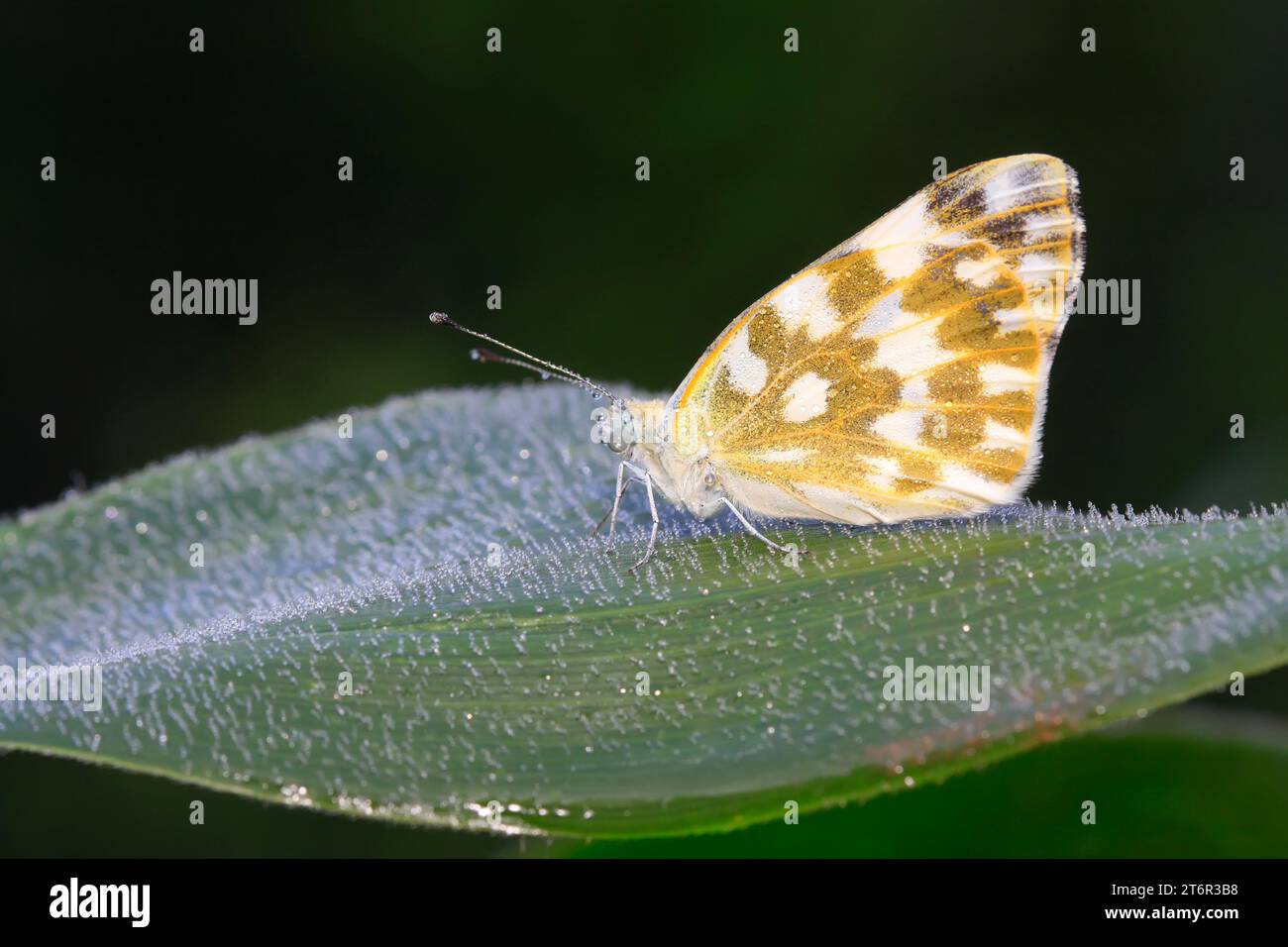 Pontia daplidice on green plant in the wild Stock Photo - Alamy