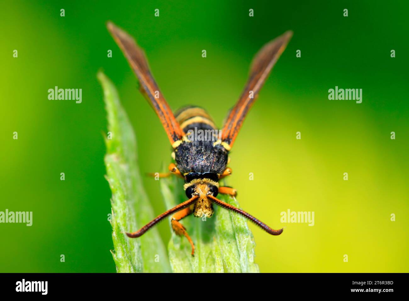Aegeriidae insects on plant in the wild Stock Photo - Alamy