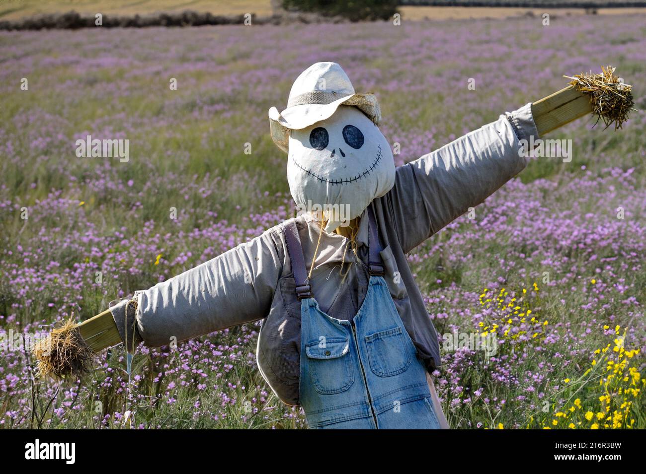 A scarecrow guarding a farmer's field Stock Photo - Alamy