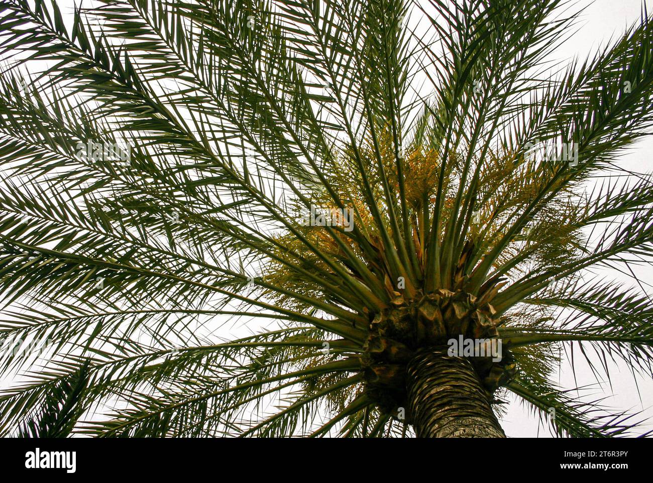 View from below of large Palm tree fronds in Spain Stock Photo - Alamy