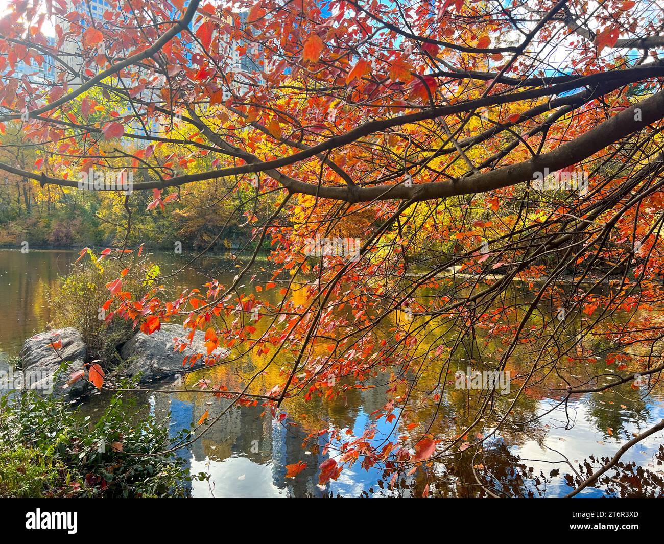 New York City, United States. 11th November, 2023. Colorful leaves are ...