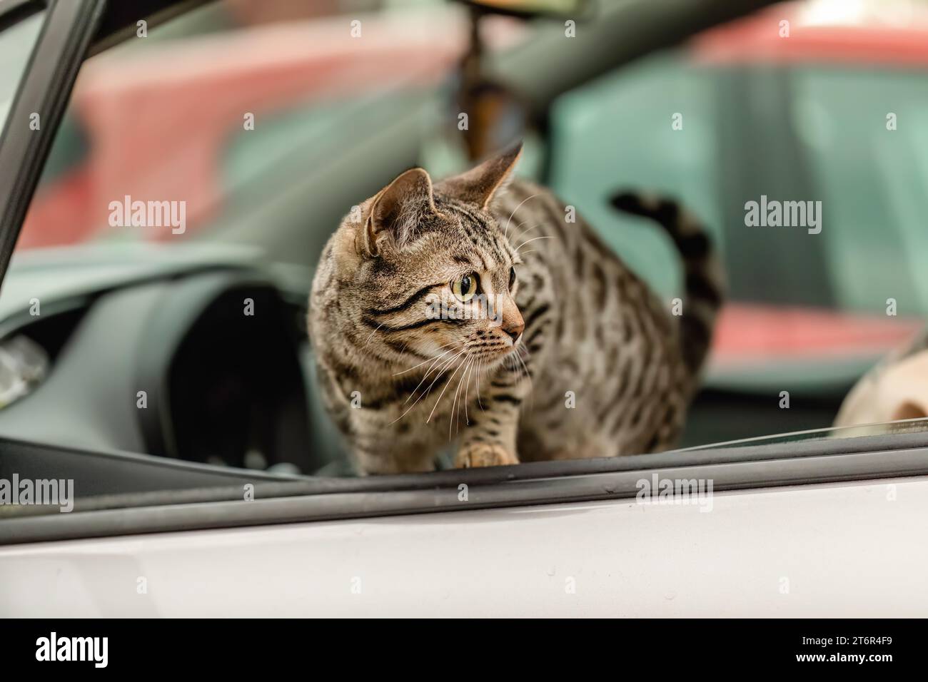 A striped bengal mix cat looking out of a car window; cat travel ...