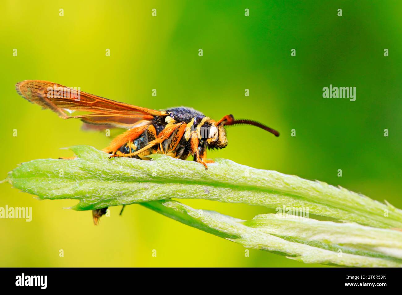 Aegeriidae insects on plant in the wild Stock Photo - Alamy