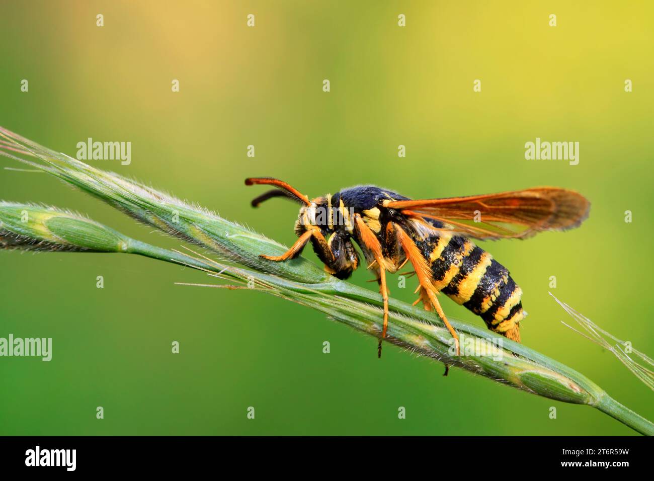 Aegeriidae insects on plant in the wild Stock Photo - Alamy