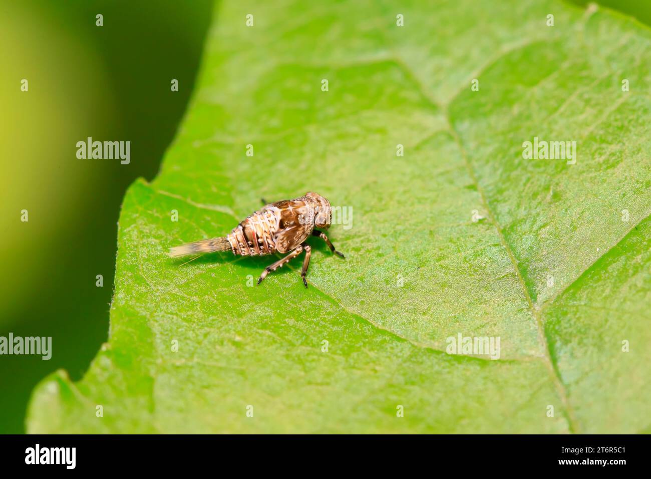 tiny insects on plant in the wild Stock Photo - Alamy