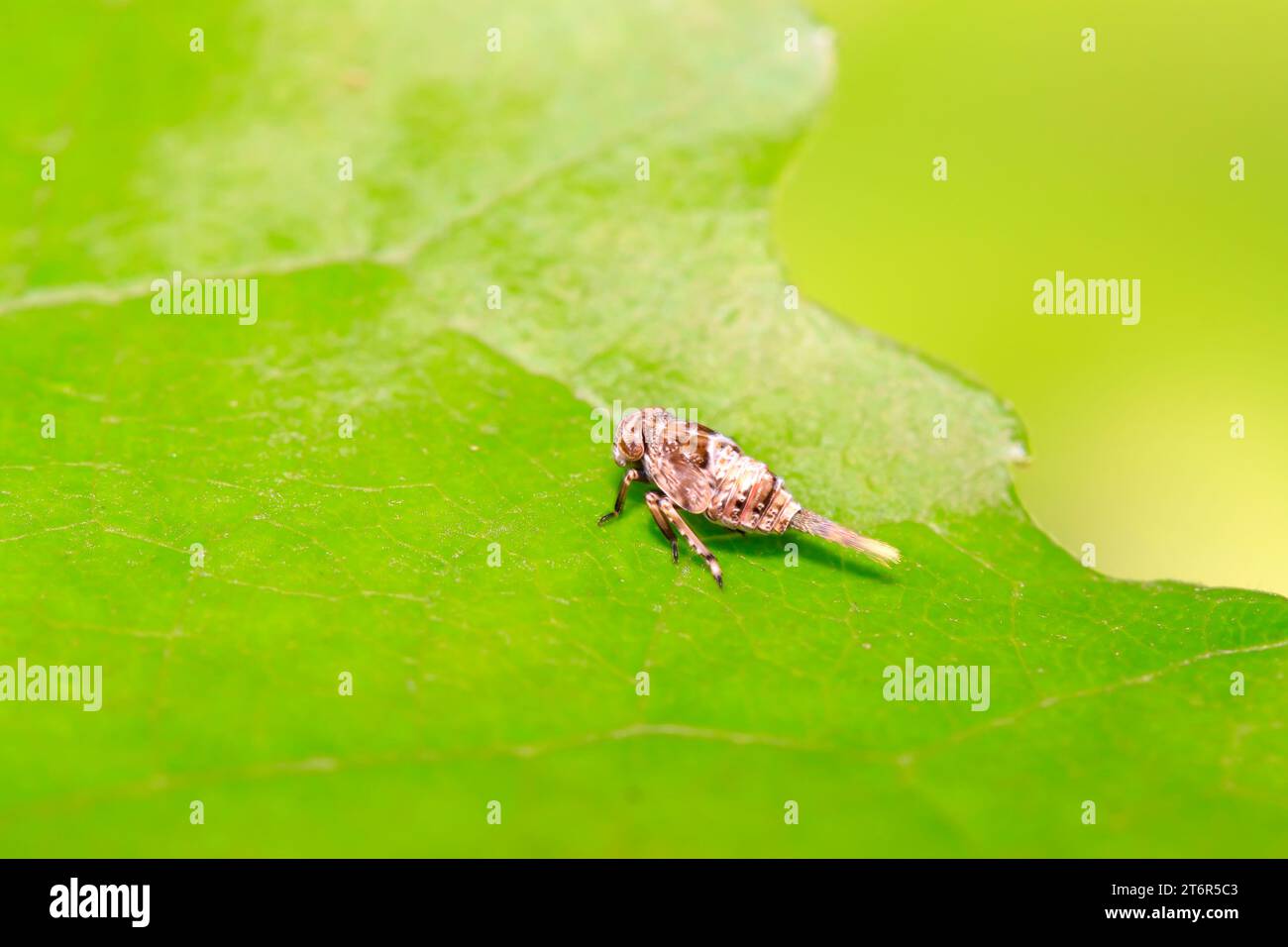tiny insects on plant in the wild Stock Photo - Alamy