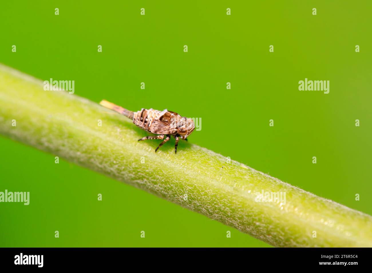 tiny insects on plant in the wild Stock Photo - Alamy