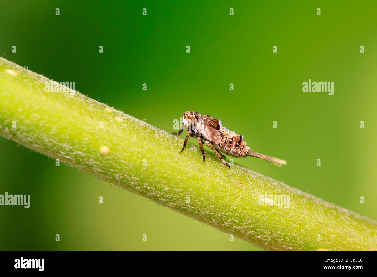 tiny insects on plant in the wild Stock Photo - Alamy