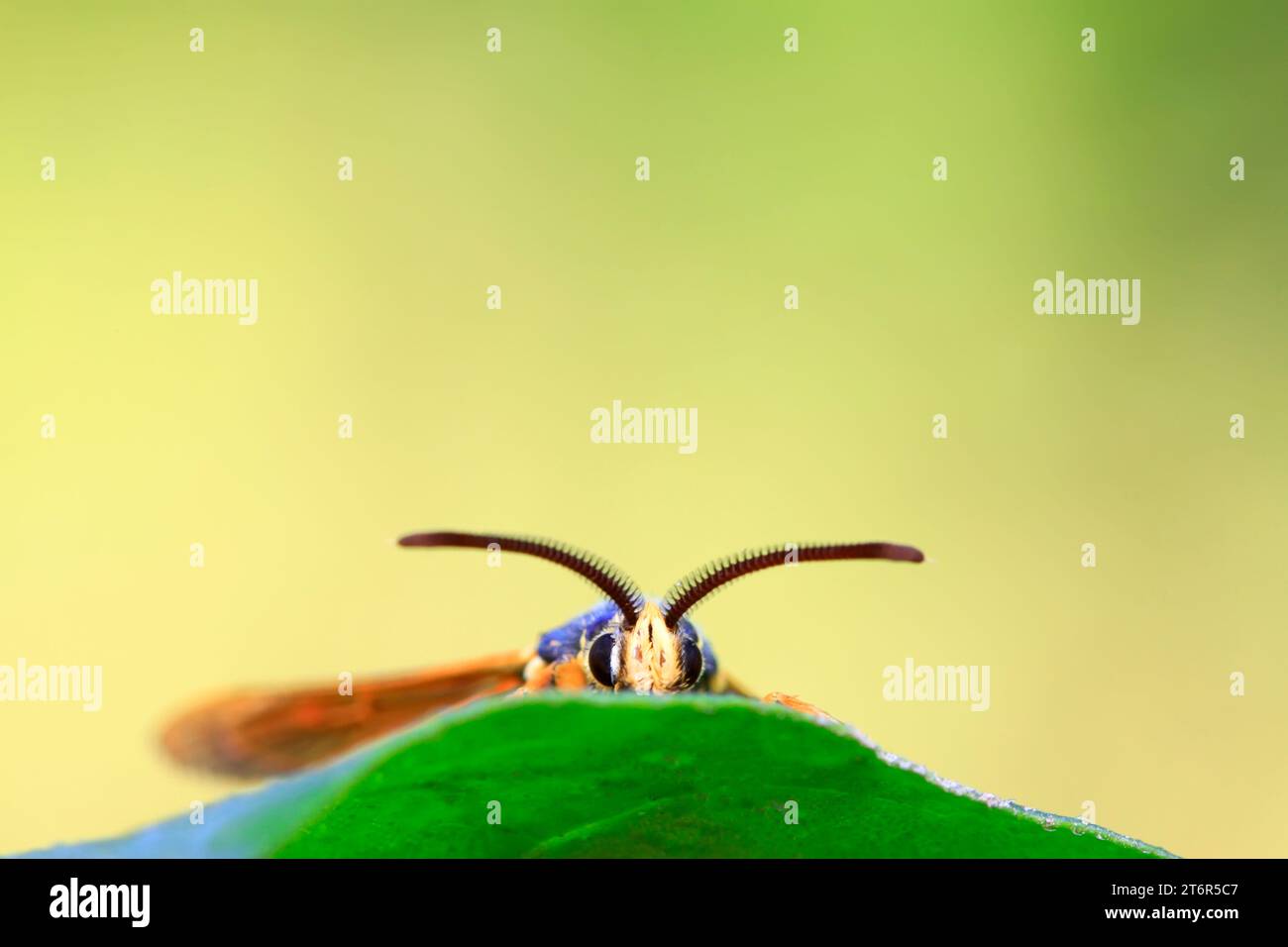 Aegeriidae insects on plant in the wild Stock Photo - Alamy