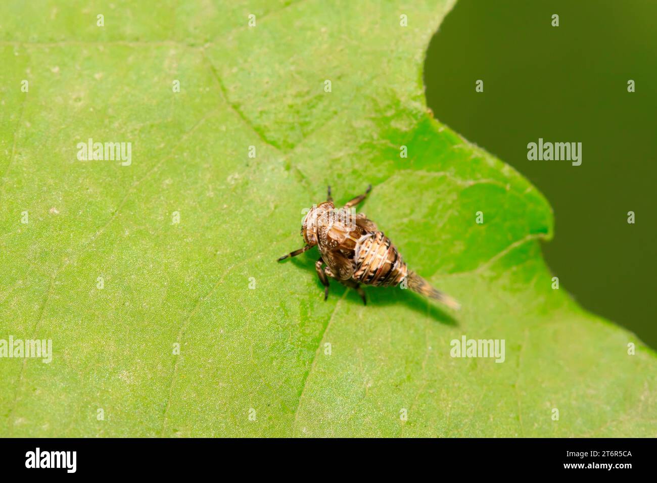 tiny insects on plant in the wild Stock Photo - Alamy