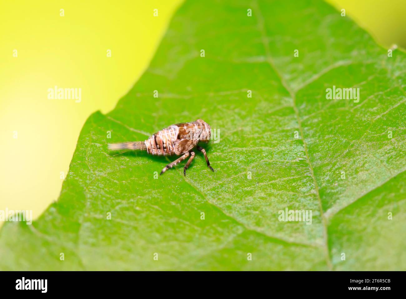 tiny insects on plant in the wild Stock Photo - Alamy