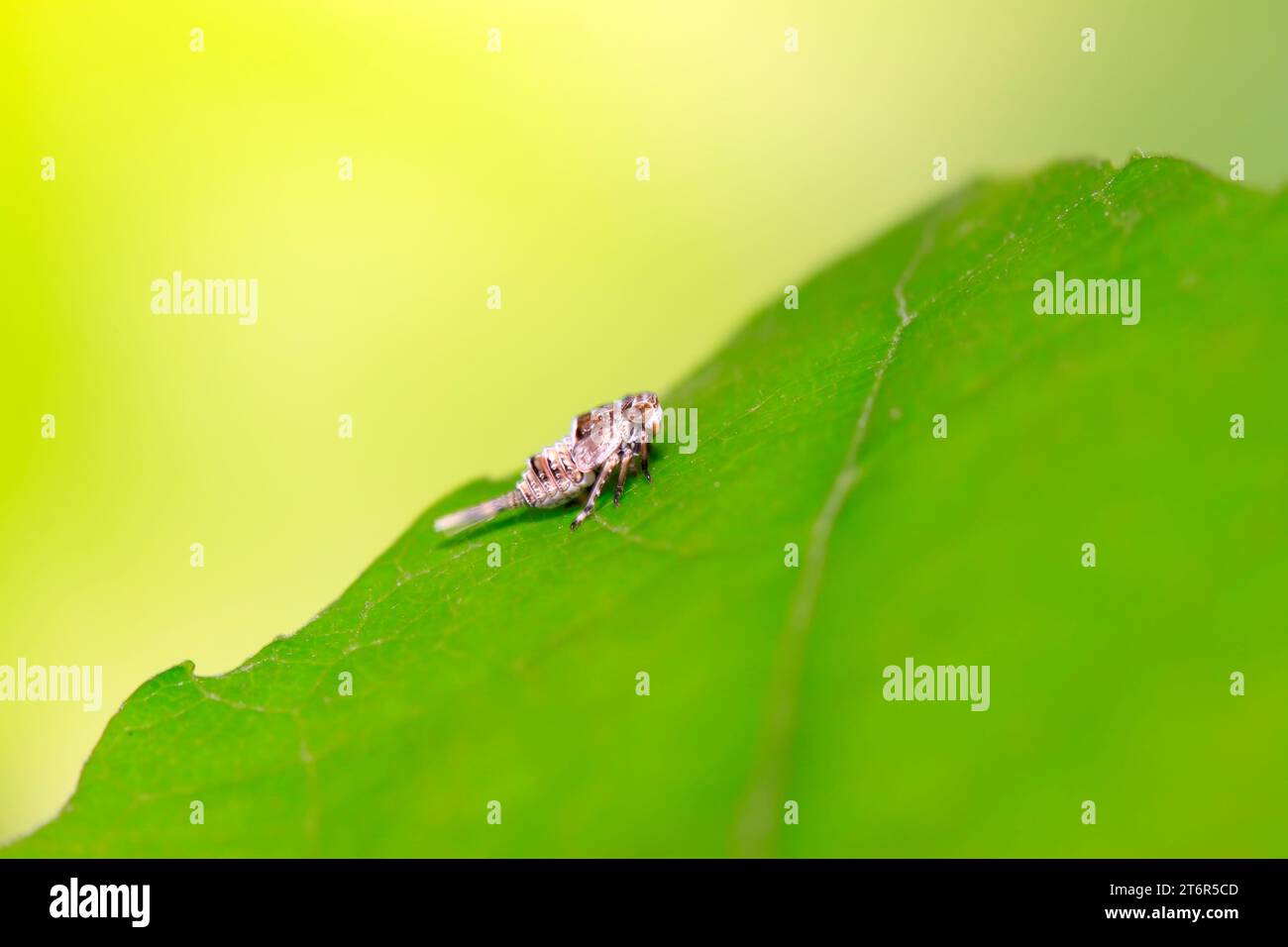 tiny insects on plant in the wild Stock Photo - Alamy