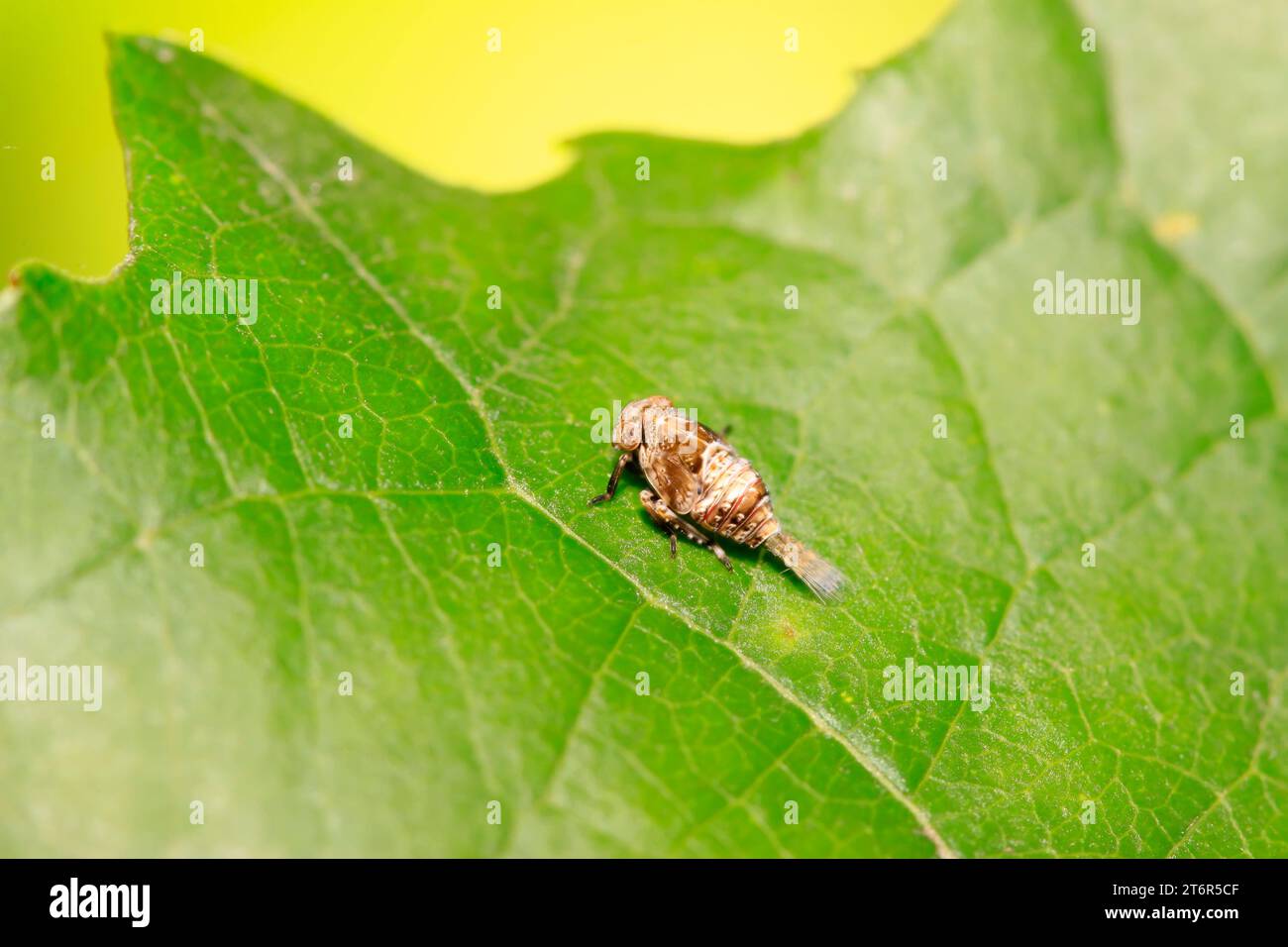 tiny insects on plant in the wild Stock Photo - Alamy